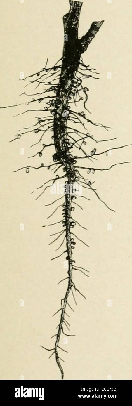 Aminoacids hi-res stock photography and images - Alamy