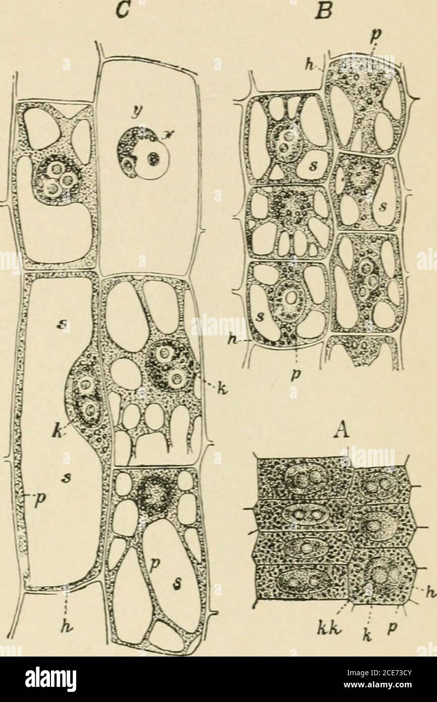 Starch granules in plant cells hi-res stock photography and images - Alamy