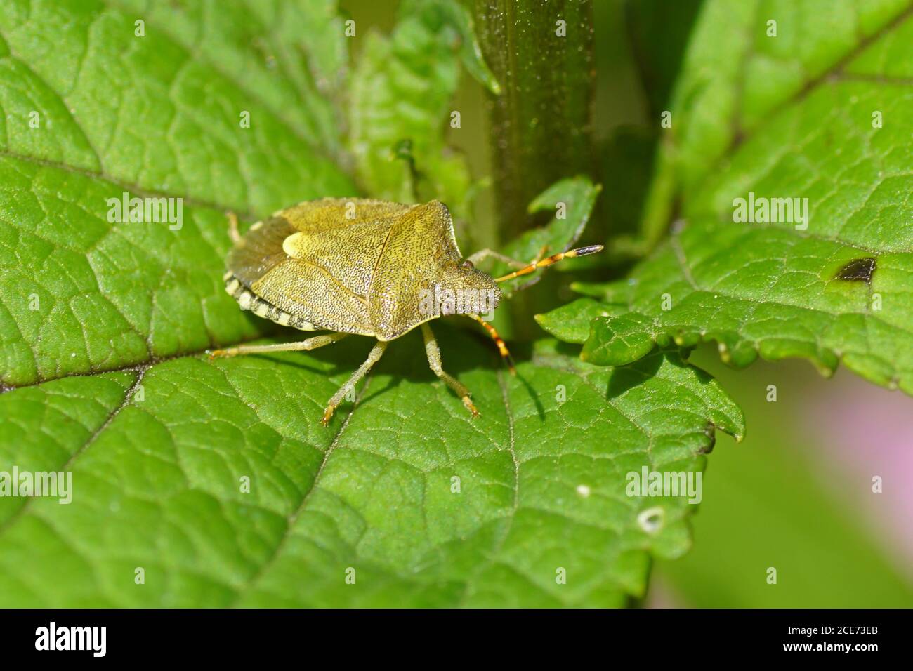 Vernal Shieldbug (Peribalus strictus), family Pentatomidae on a plant ...