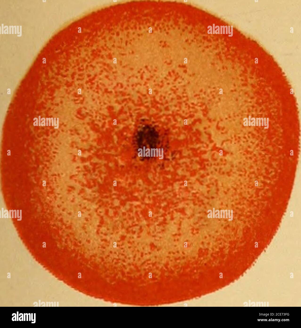 Parous hi-res stock photography and images - Alamy