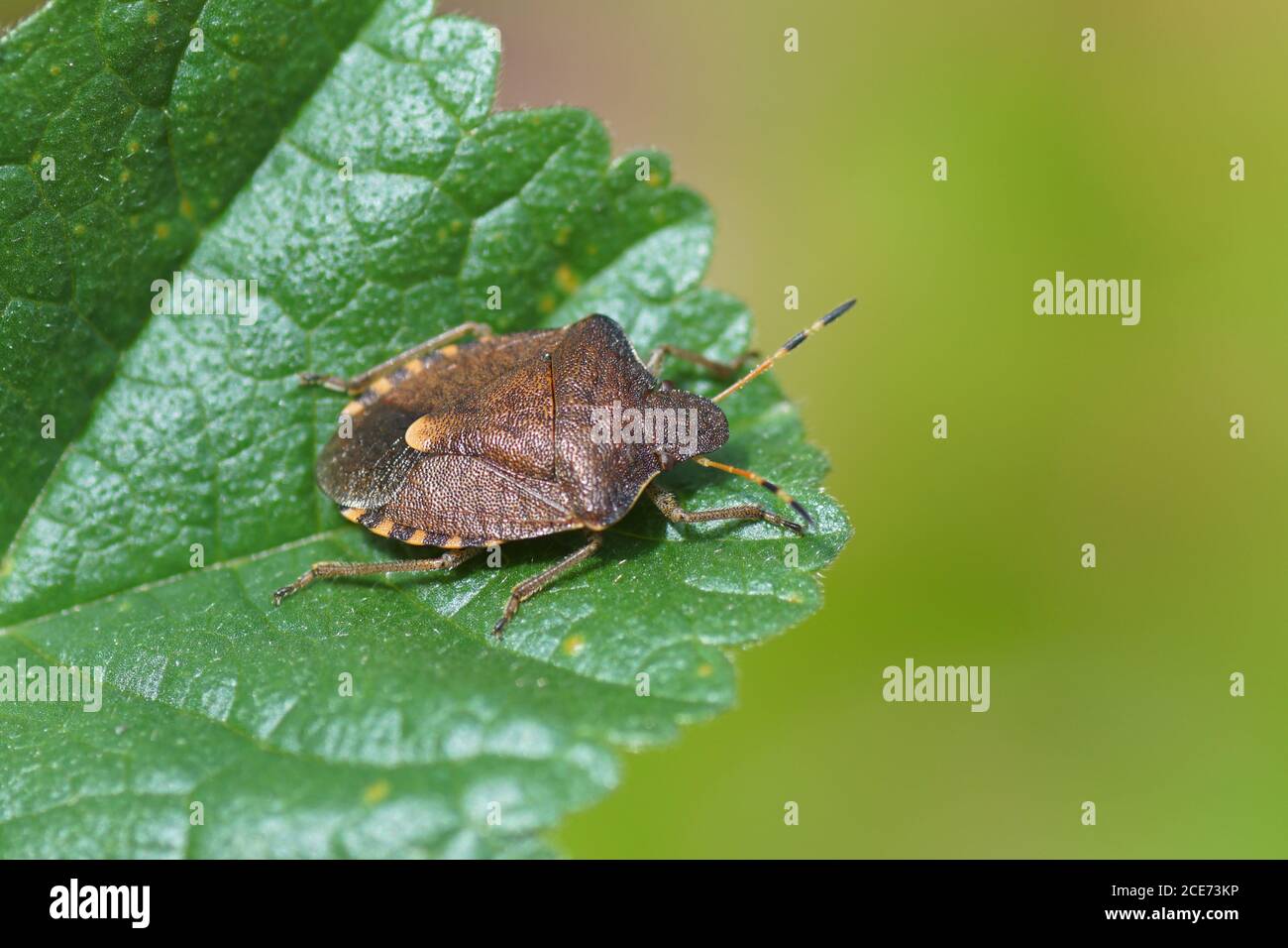 Pentatomidae High Resolution Stock Photography and Images - Alamy
