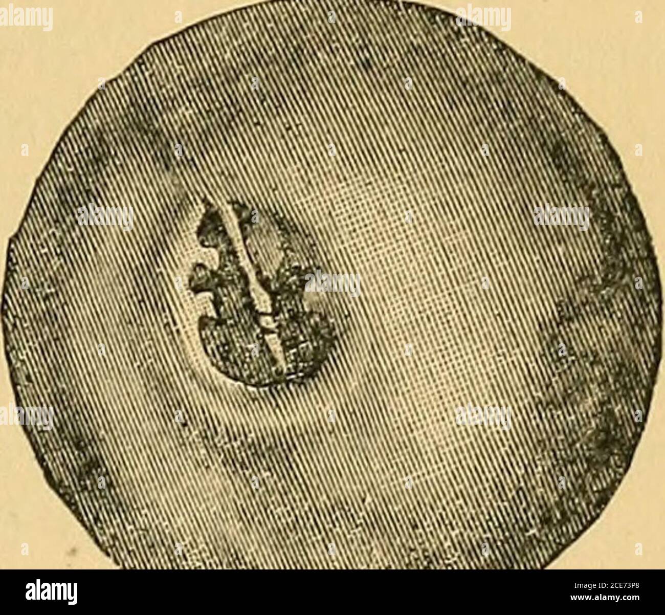 Primipara hi-res stock photography and images - Alamy