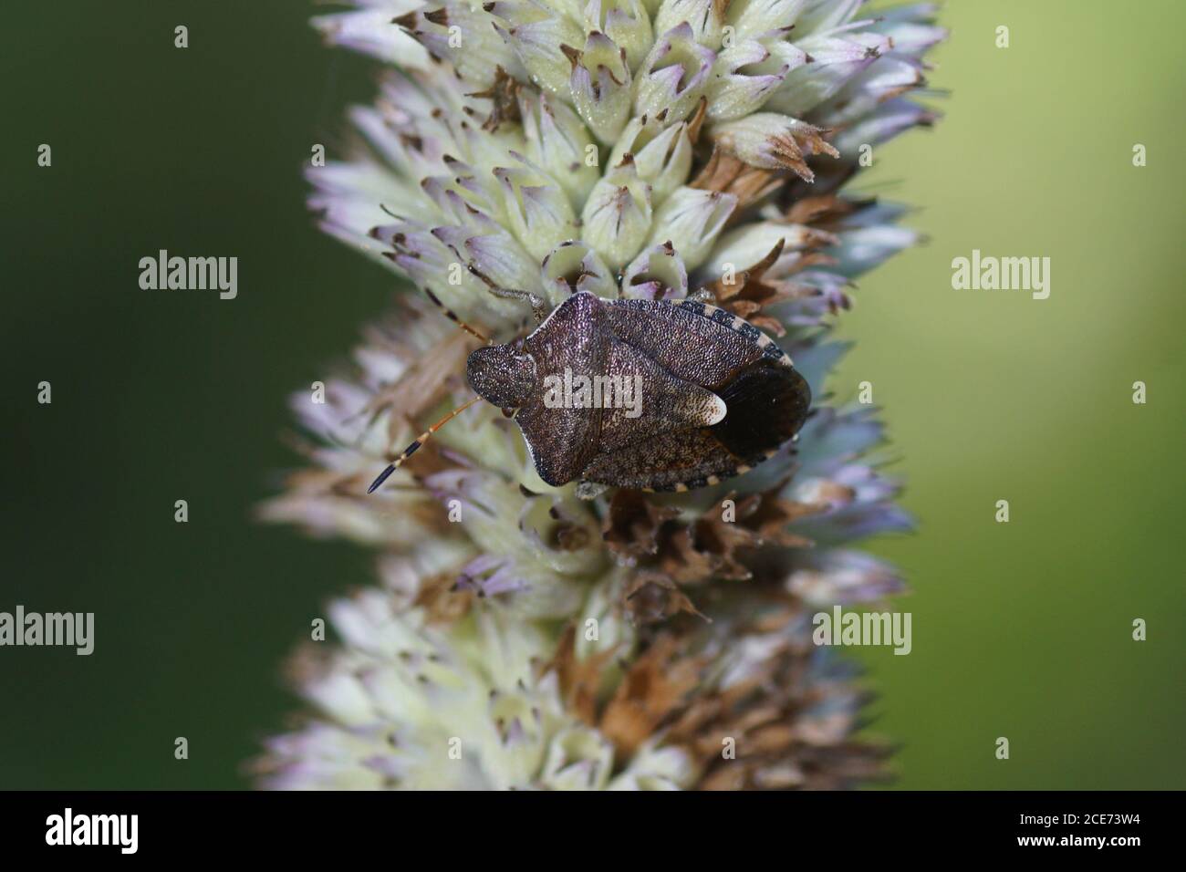 Vernal Shieldbug (Peribalus strictus), family Pentatomidae on anise ...
