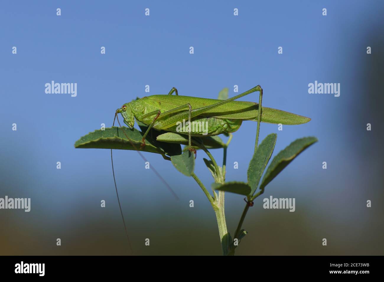 A sickle-bearing bush-cricket (Phaneroptera falcate) on a plant ...
