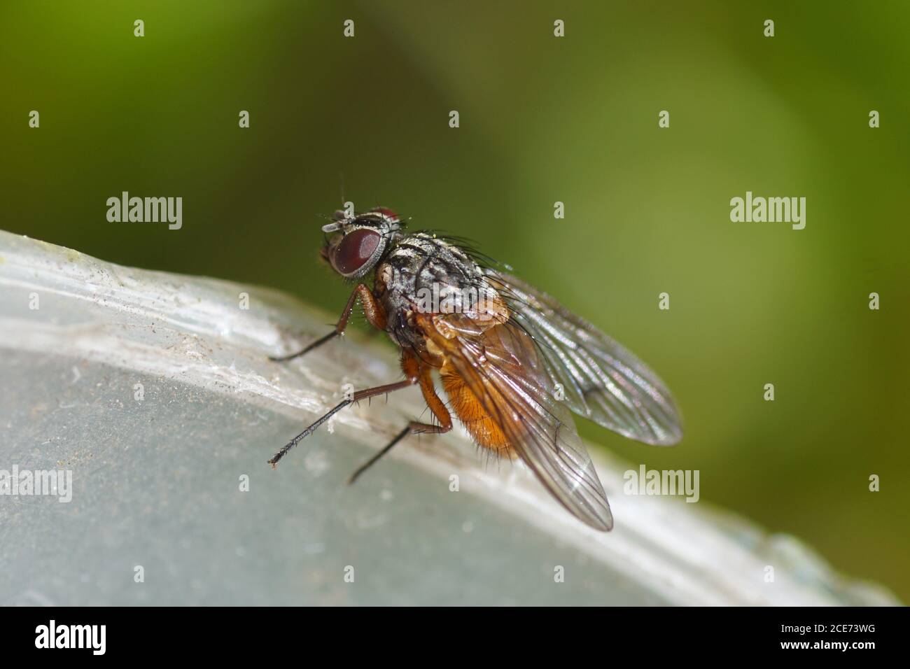 A fly, Phaonia subventa or Phaonia rufiventris of the family House ...