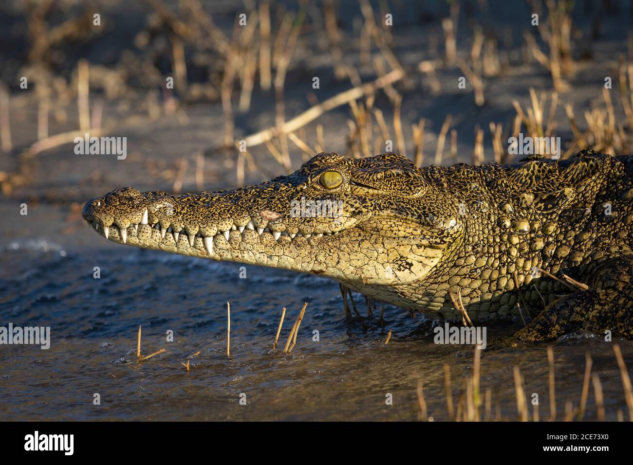 Beautiful crocodile hi-res stock photography and images - Alamy