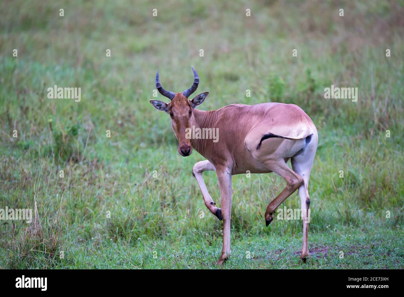 Topi antelope in the grassland of Kenya's savannah Stock Photo - Alamy
