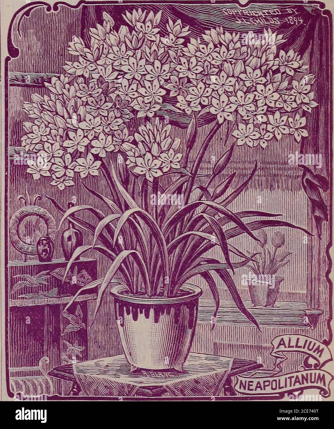 Iris mariae hi-res stock photography and images - Alamy
