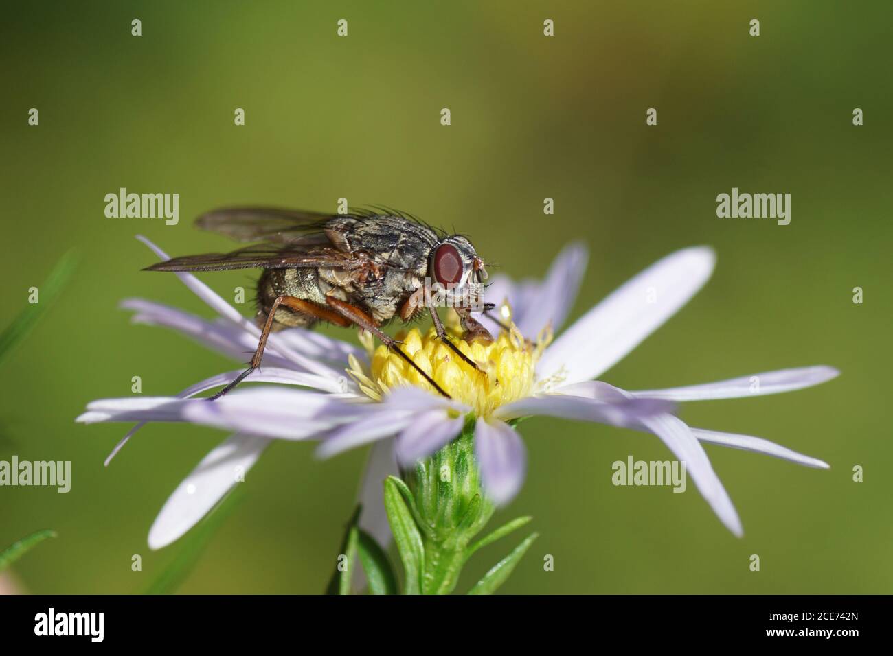 A fly, Phaonia valida on a flower of an aster (Aster ageratoides ...