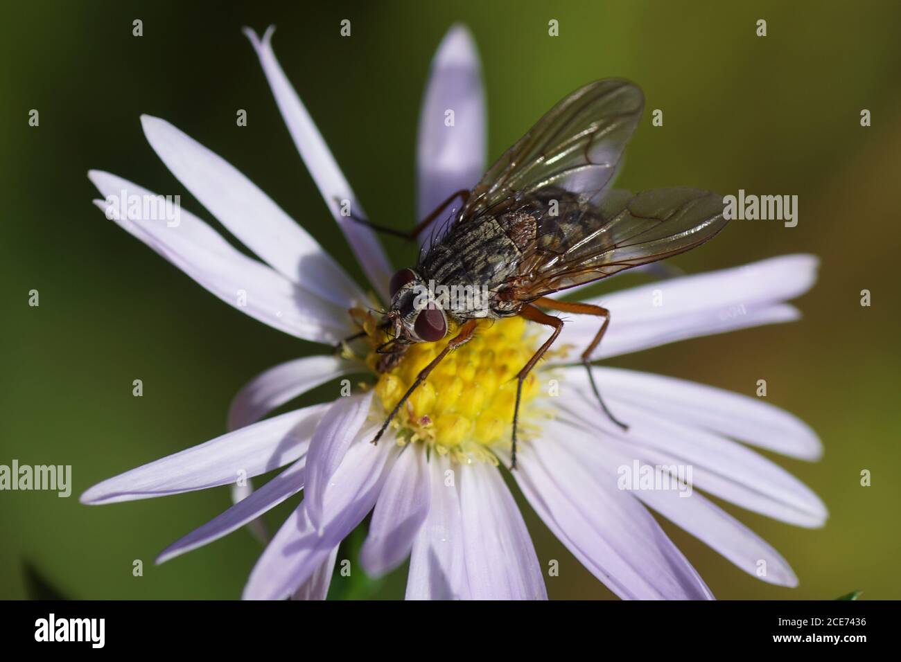 A fly, Phaonia valida on a flower of an aster (Aster ageratoides ...