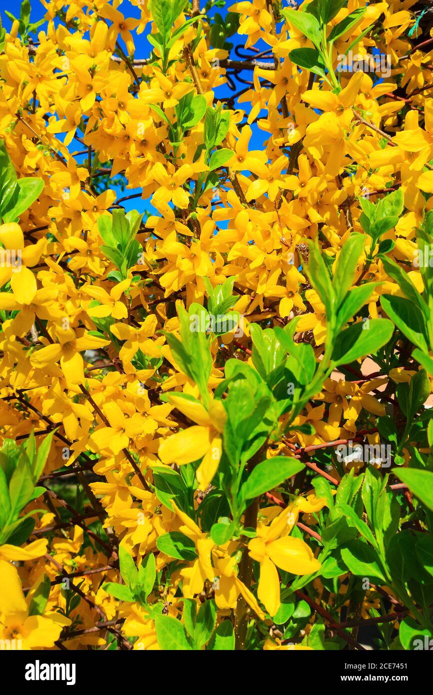 Spring yellow Forsythia europaea blossom in sun rays Stock Photo - Alamy