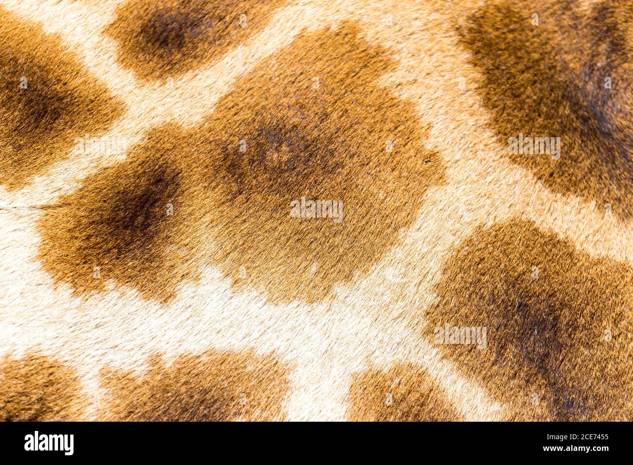 Giraffe fur texture hi-res stock photography and images - Alamy
