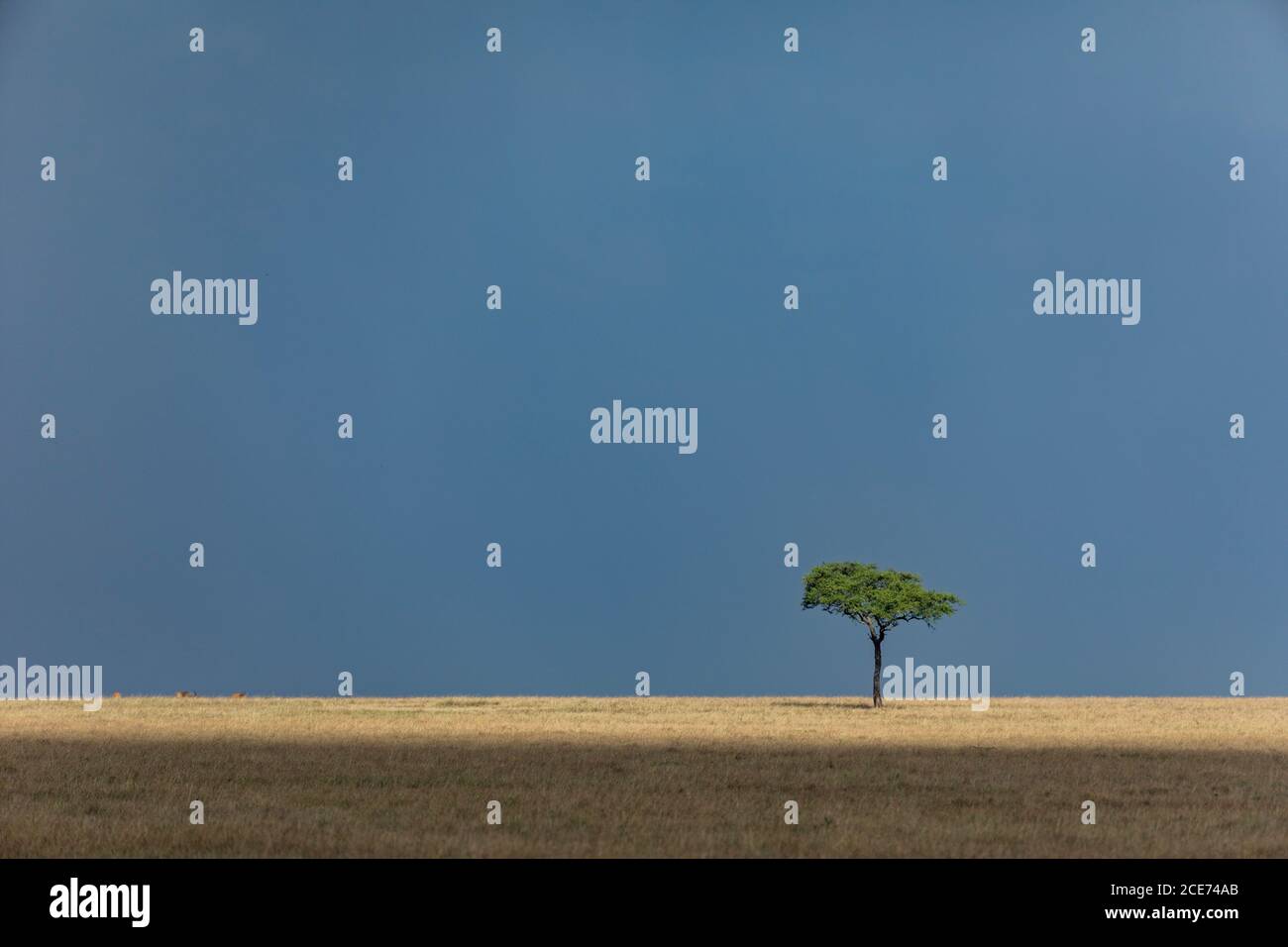 Maasai mara kenya landscape sunset hi-res stock photography and images ...