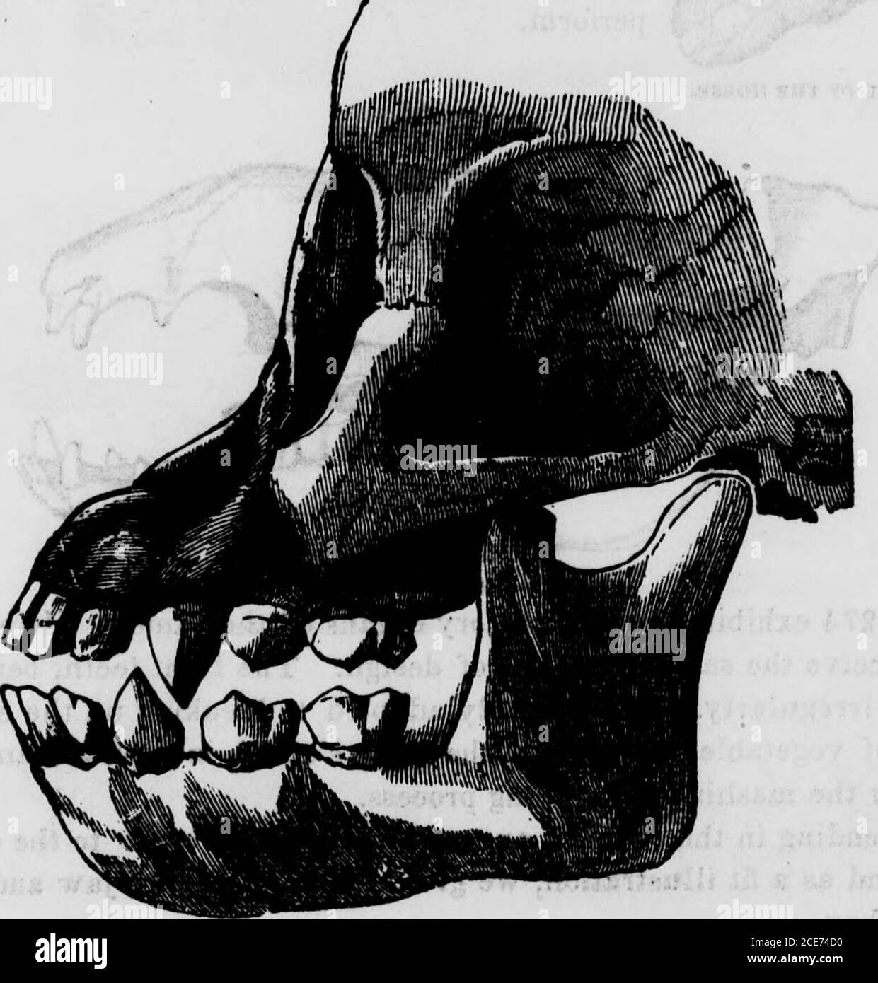 Whole teeth Black and White Stock Photos & Images - Alamy