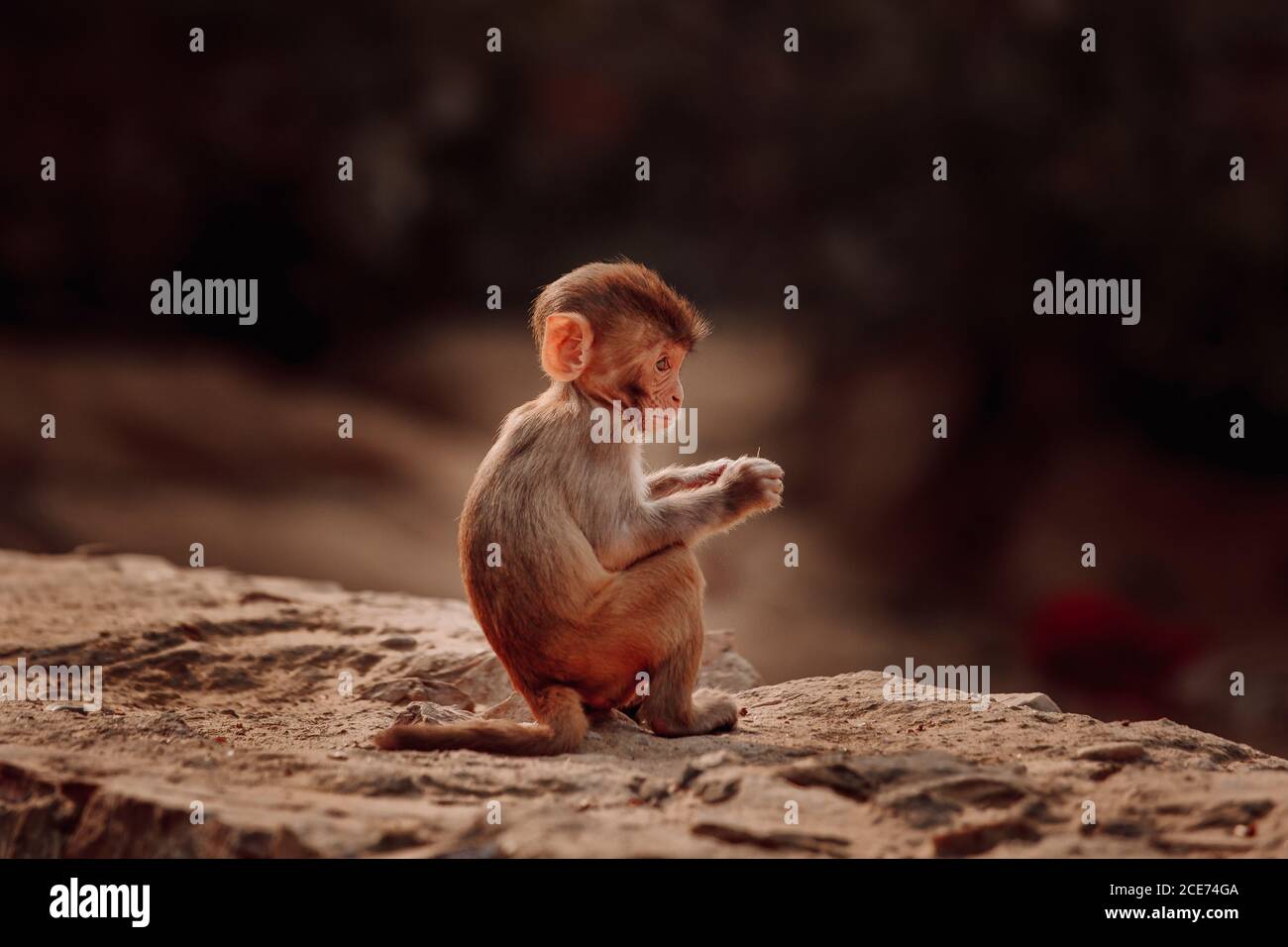 Cute little rhesus macaque baby sitting on stone in forest in India ...