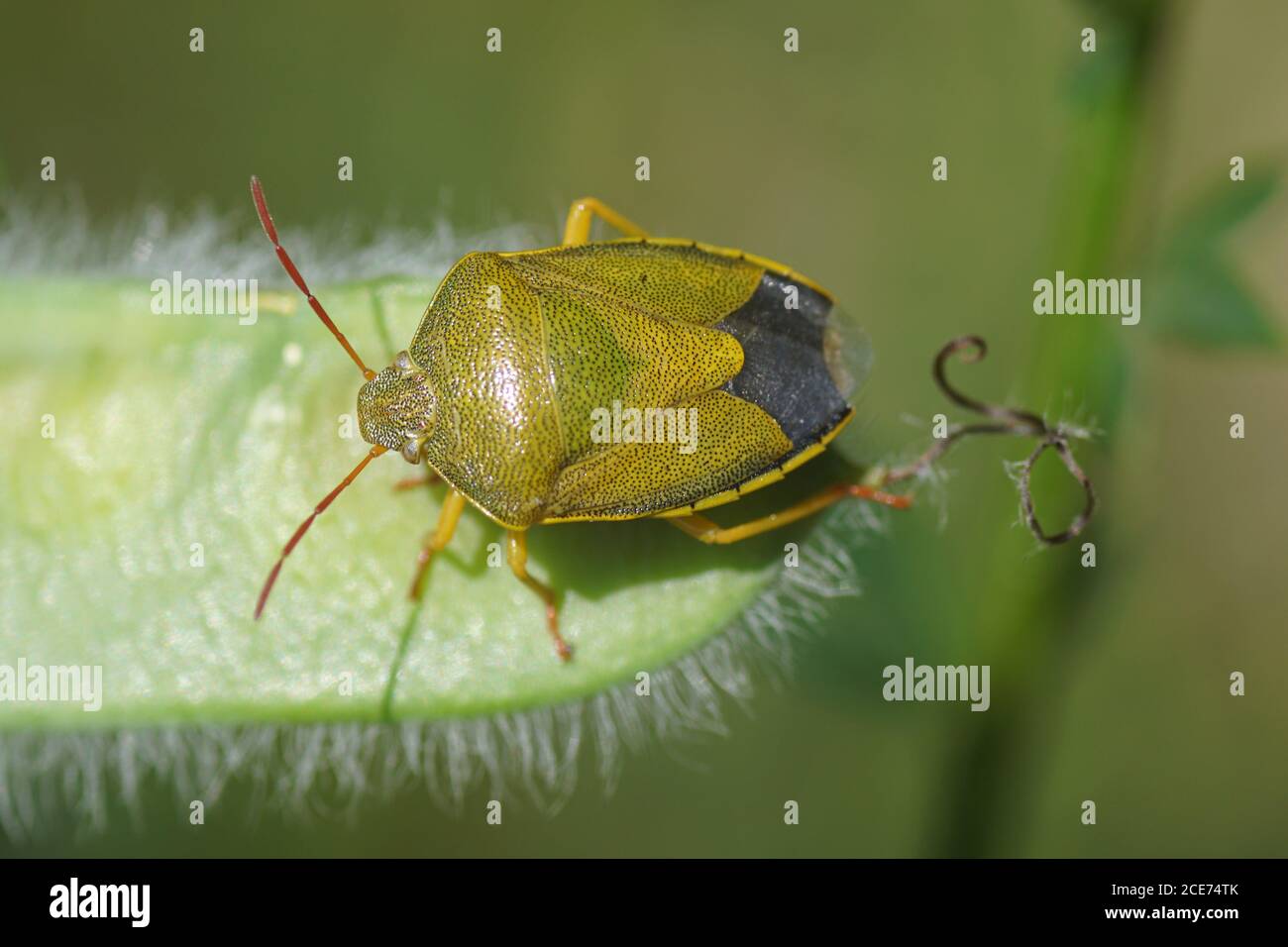 Gorse seed pod hi-res stock photography and images - Alamy