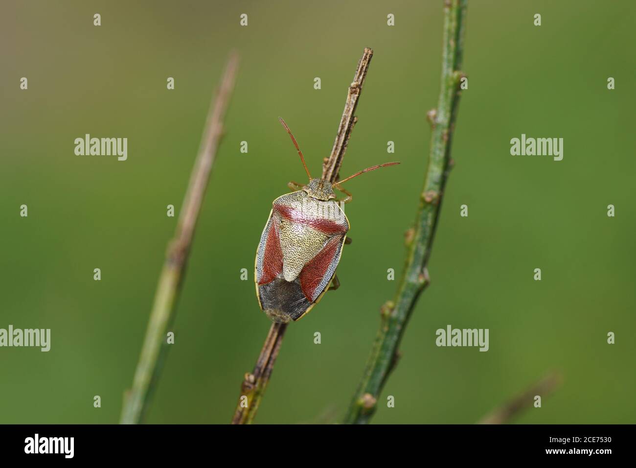 A gorse shield bug (Piezodorus lituratus) of the family Pentatomidae on ...