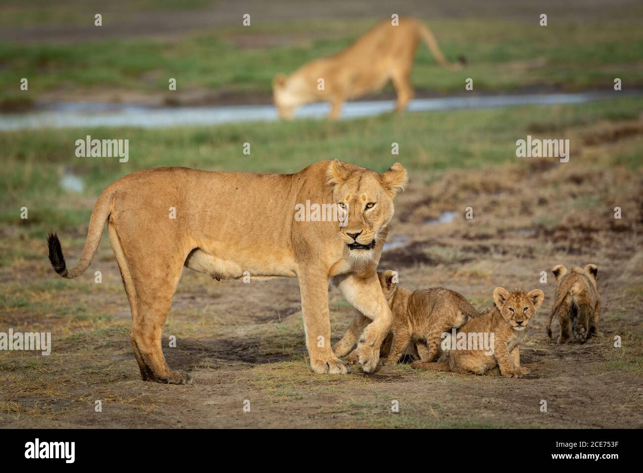 Female lion protecting cubs hi-res stock photography and images - Alamy