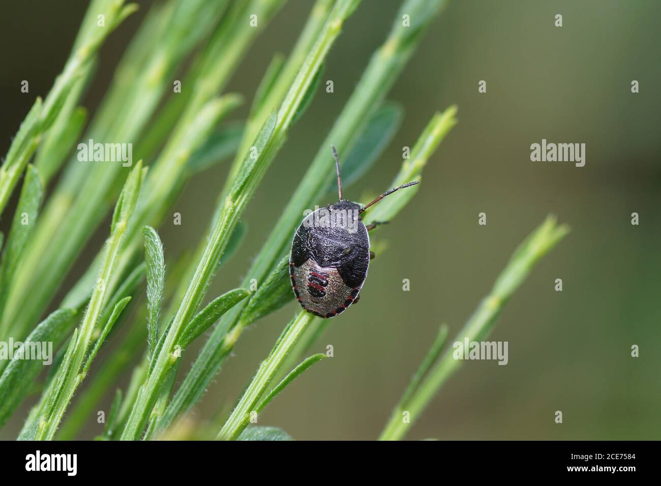 A nymph of a gorse shield bug (Piezodorus lituratus) of the family ...