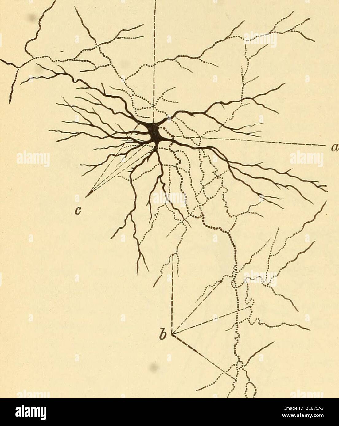 Primitive muscle cells hi-res stock photography and images - Alamy