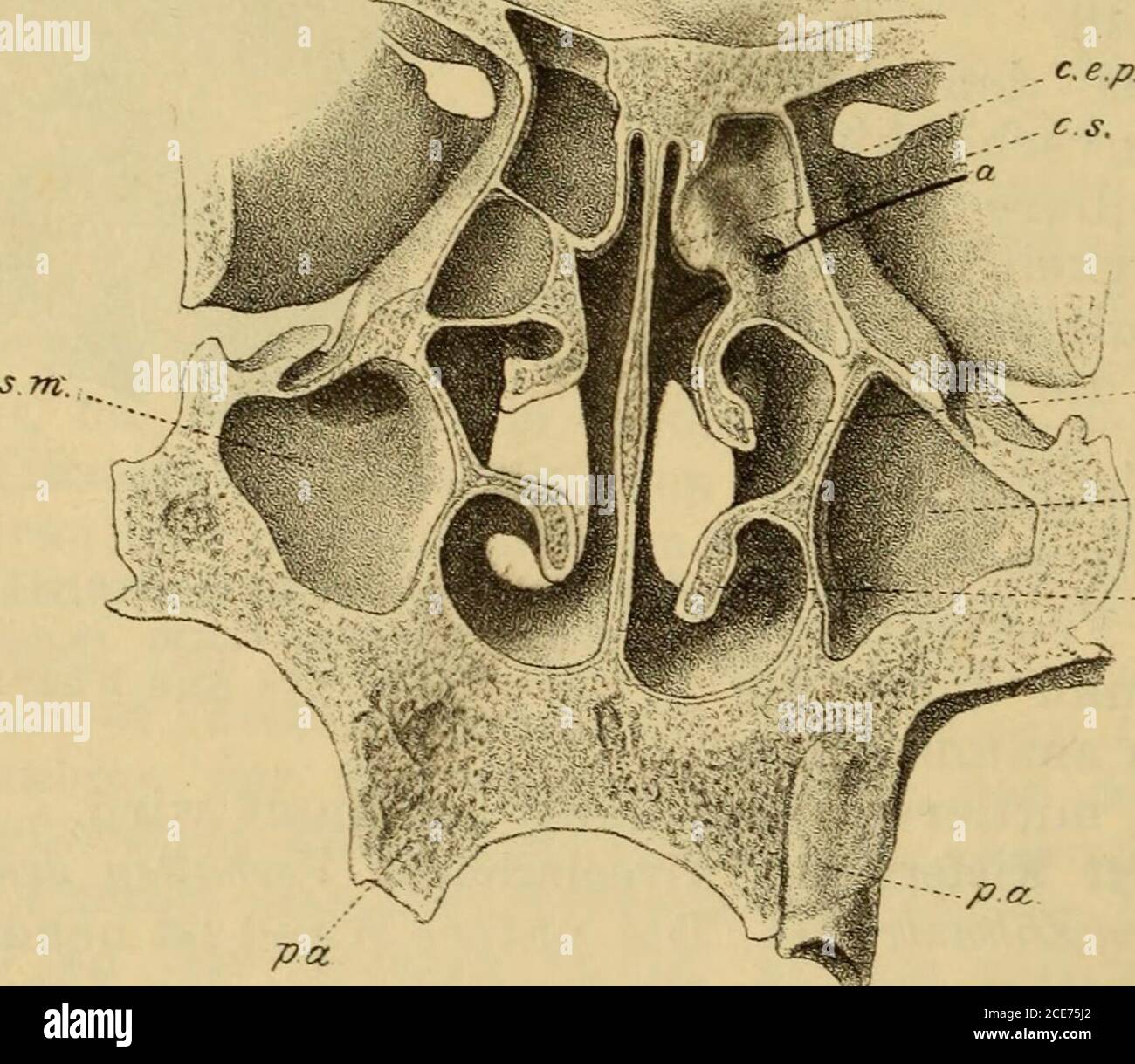 . Pathologie und Therapie der entzündlichen Erkrankungen der ...