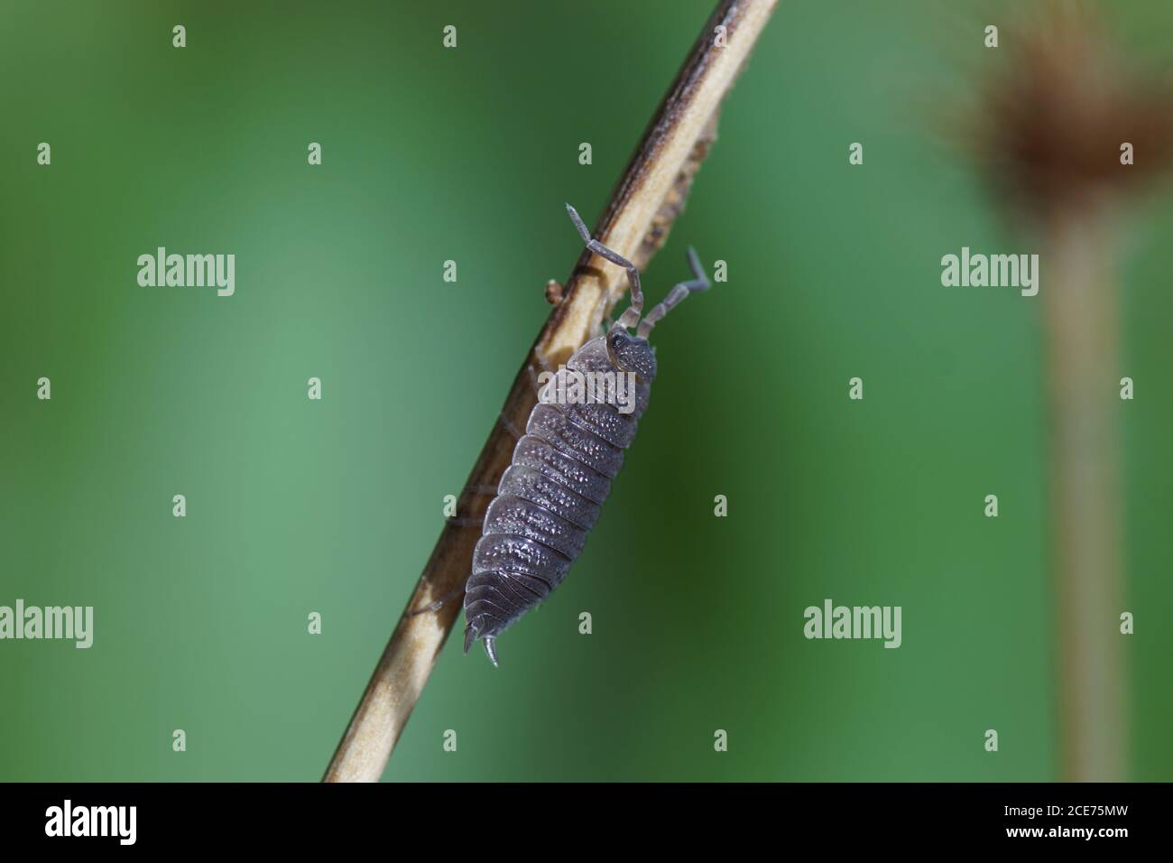 A rough woodlouse (Porcellio scaber), family Porcellionidae on a plant ...