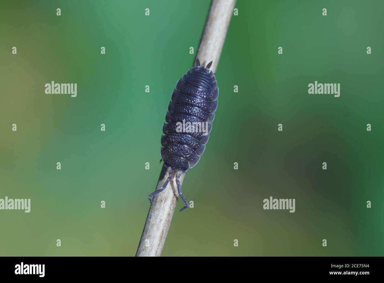 A rough woodlouse (Porcellio scaber), family Porcellionidae on a plant ...
