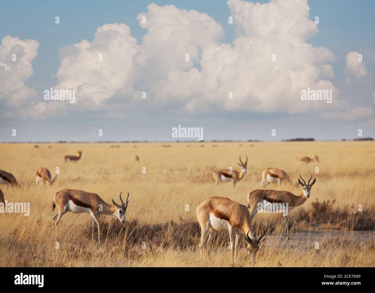 Sprinbok hi-res stock photography and images - Alamy