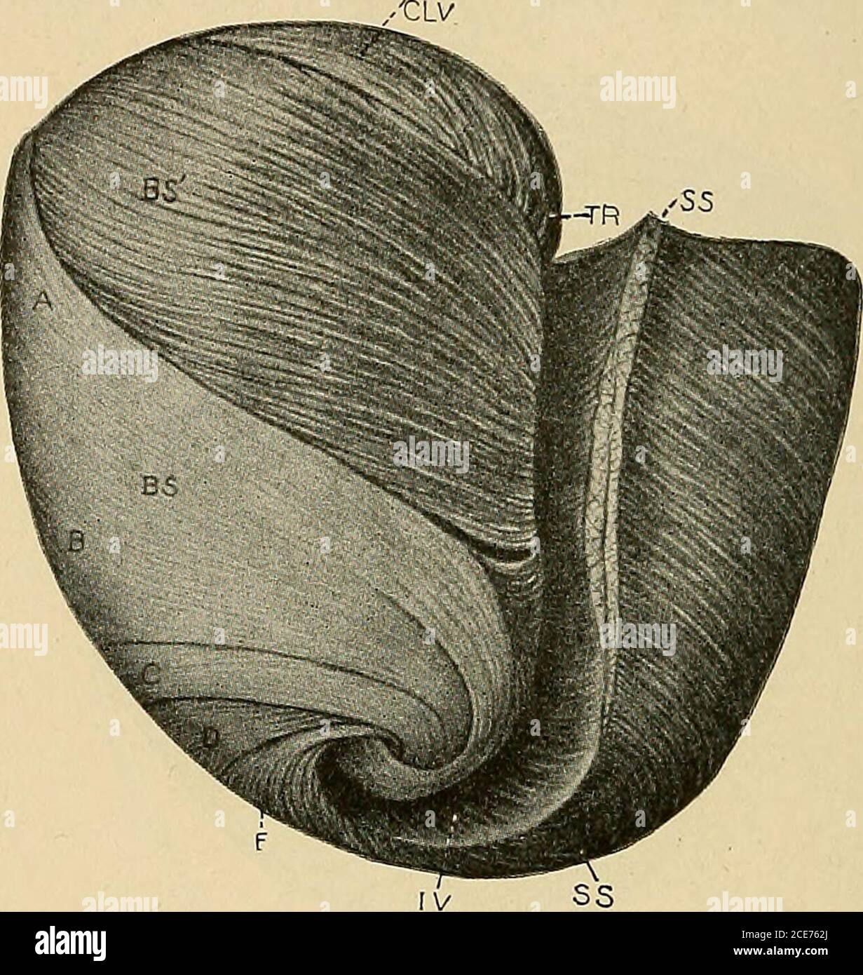 . A text-book of physiology : for medical students and physicians ...