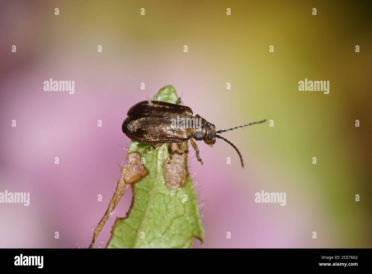 A viburnum leaf beetle (Pyrrhalta viburni), family Chrysomelidae likes ...