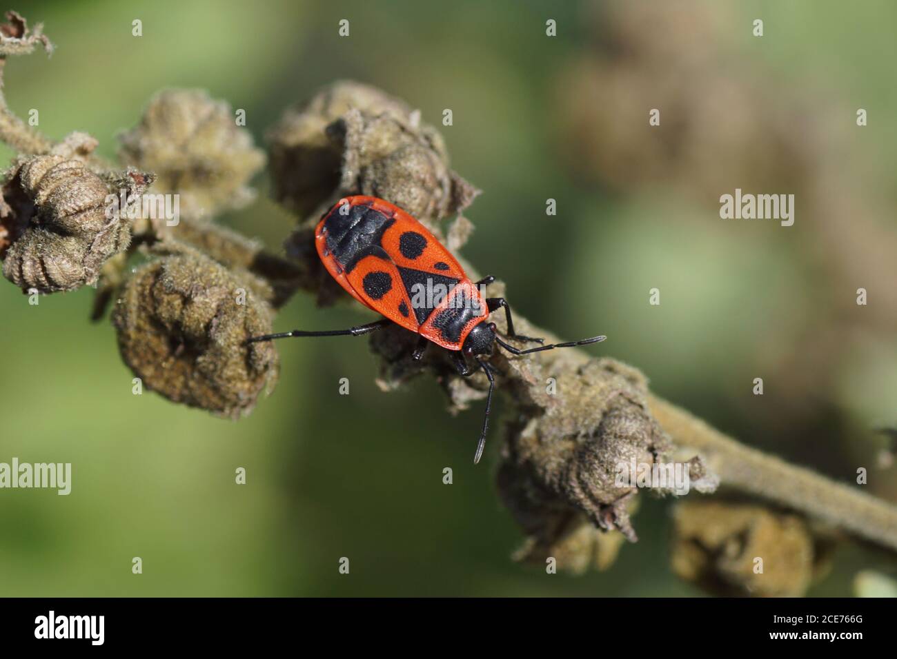 A firebug (Pyrrhocoris apterus) of the family Pyrrhocoridae on a plant ...