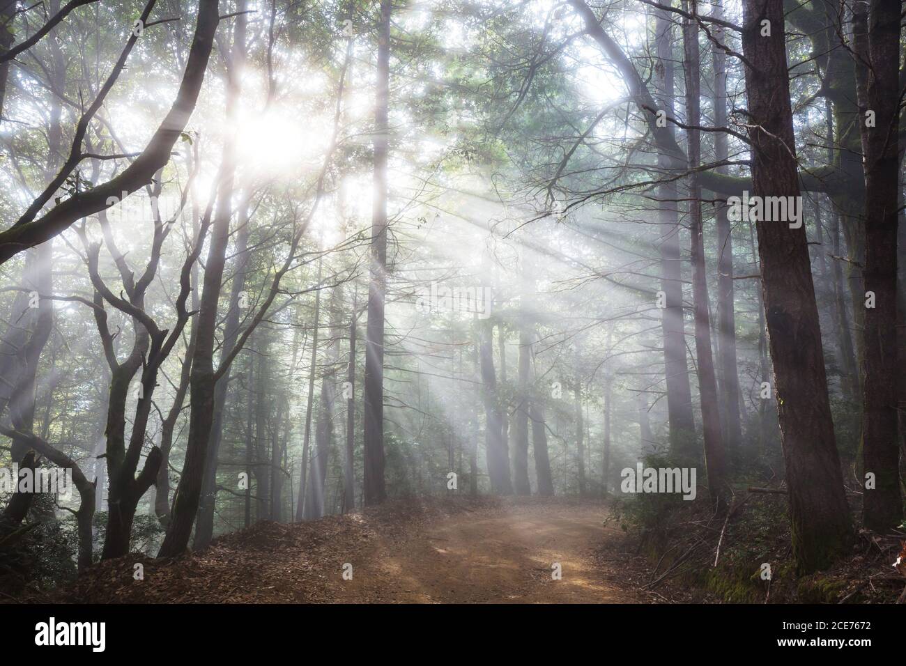 Sunny beams hi-res stock photography and images - Alamy