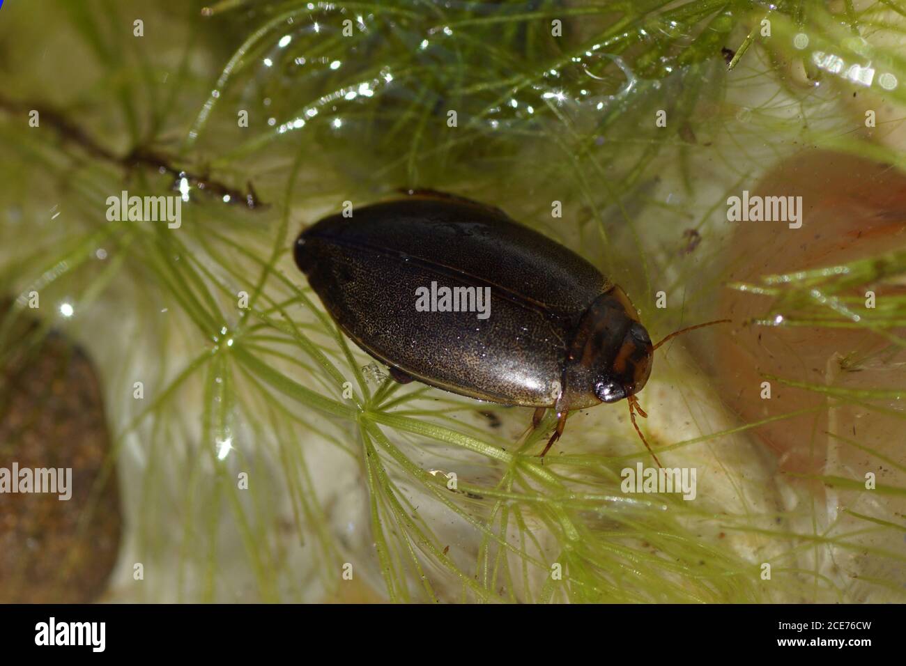 Dytiscidae hi-res stock photography and images - Alamy