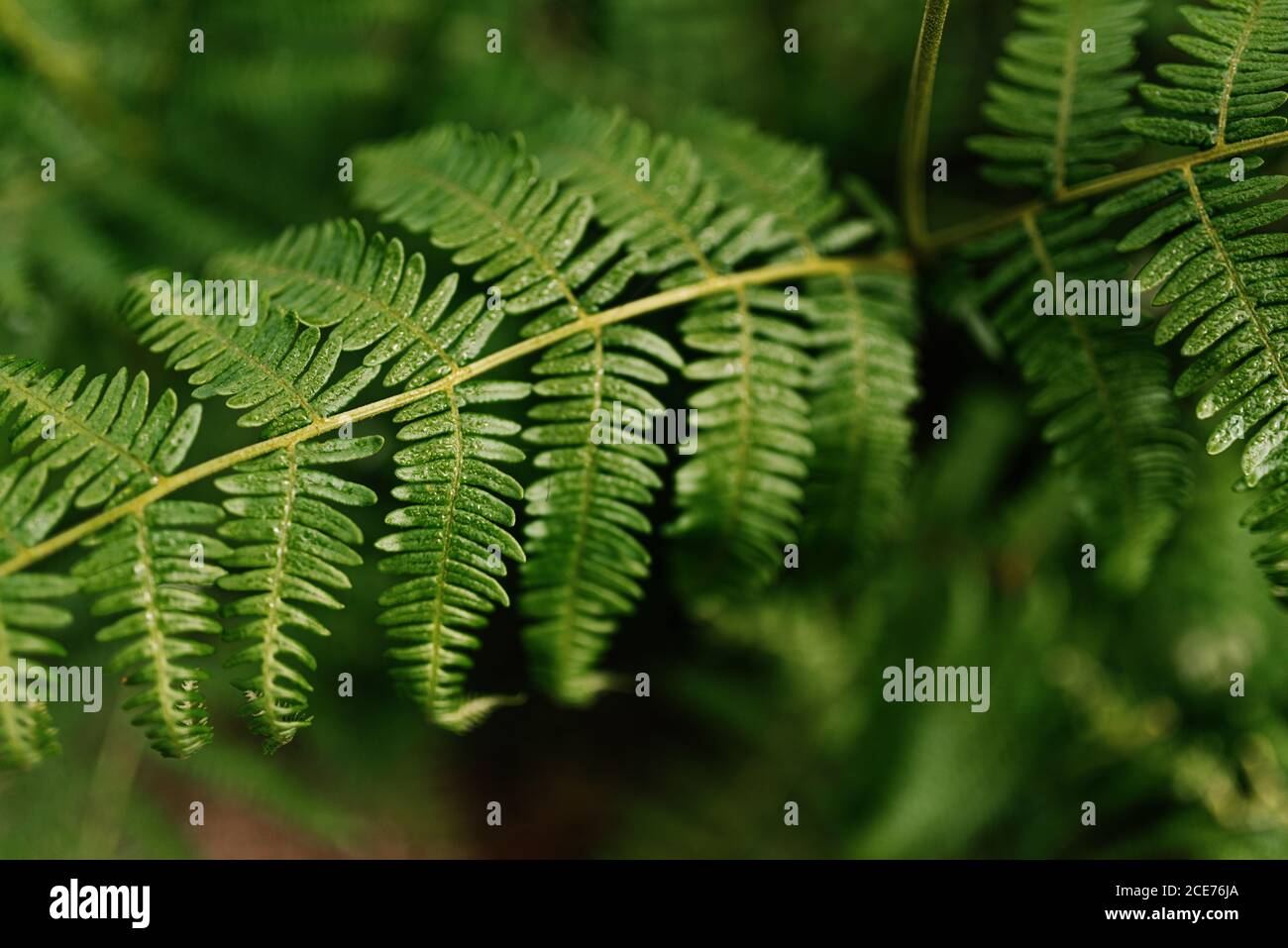 Plants from above hi-res stock photography and images - Alamy