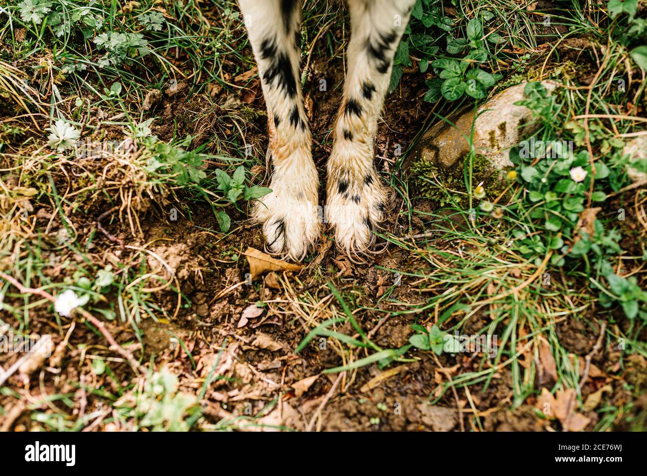 From above of crop dog with fluffy spotted paws on green grass in park ...