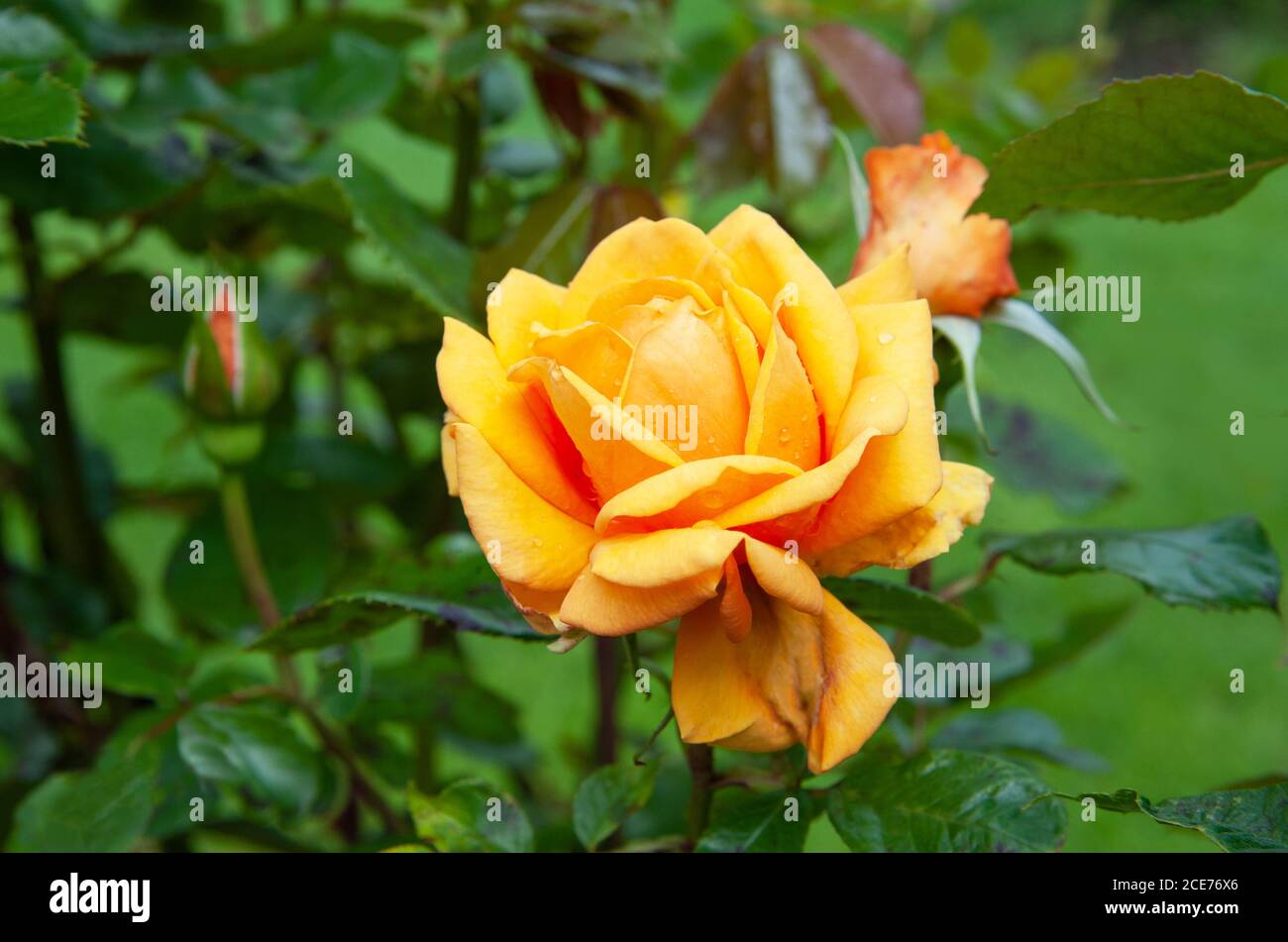 Blooming beautiful yellow roses hi-res stock photography and images - Alamy