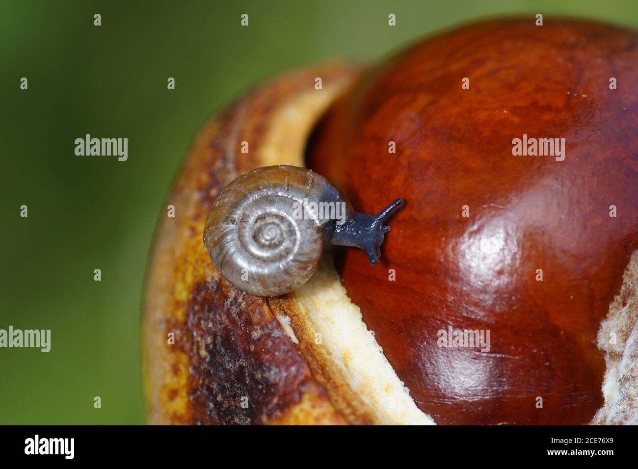 Air breathing snails hi-res stock photography and images - Alamy