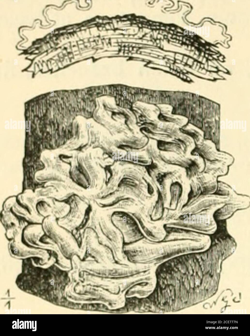 . Guide to Sowerby's models of British fungi in the Department of ...