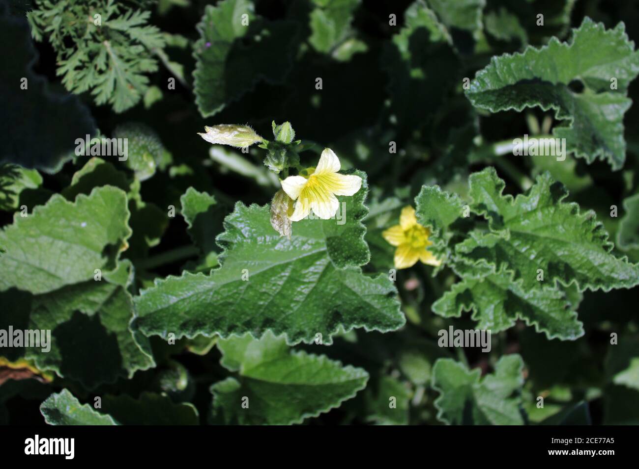 Ecballium High Resolution Stock Photography and Images - Alamy