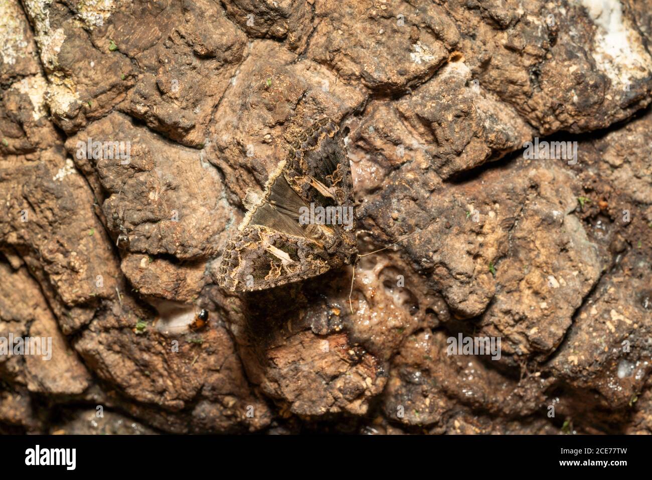 Oak sap hi-res stock photography and images - Alamy
