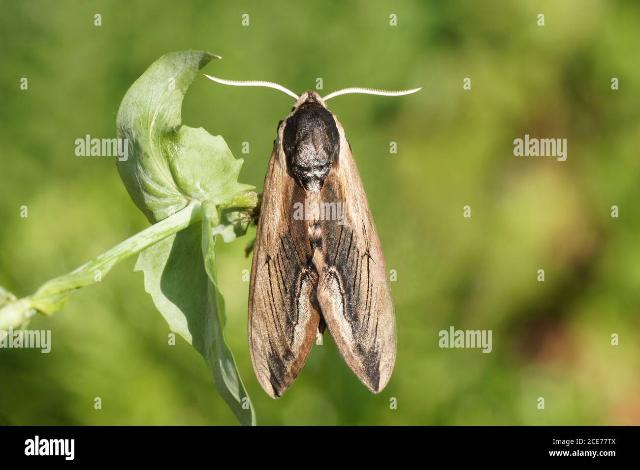 Privet hawk moth (Sphinx ligustri) of the family hawk moths, sphinx ...