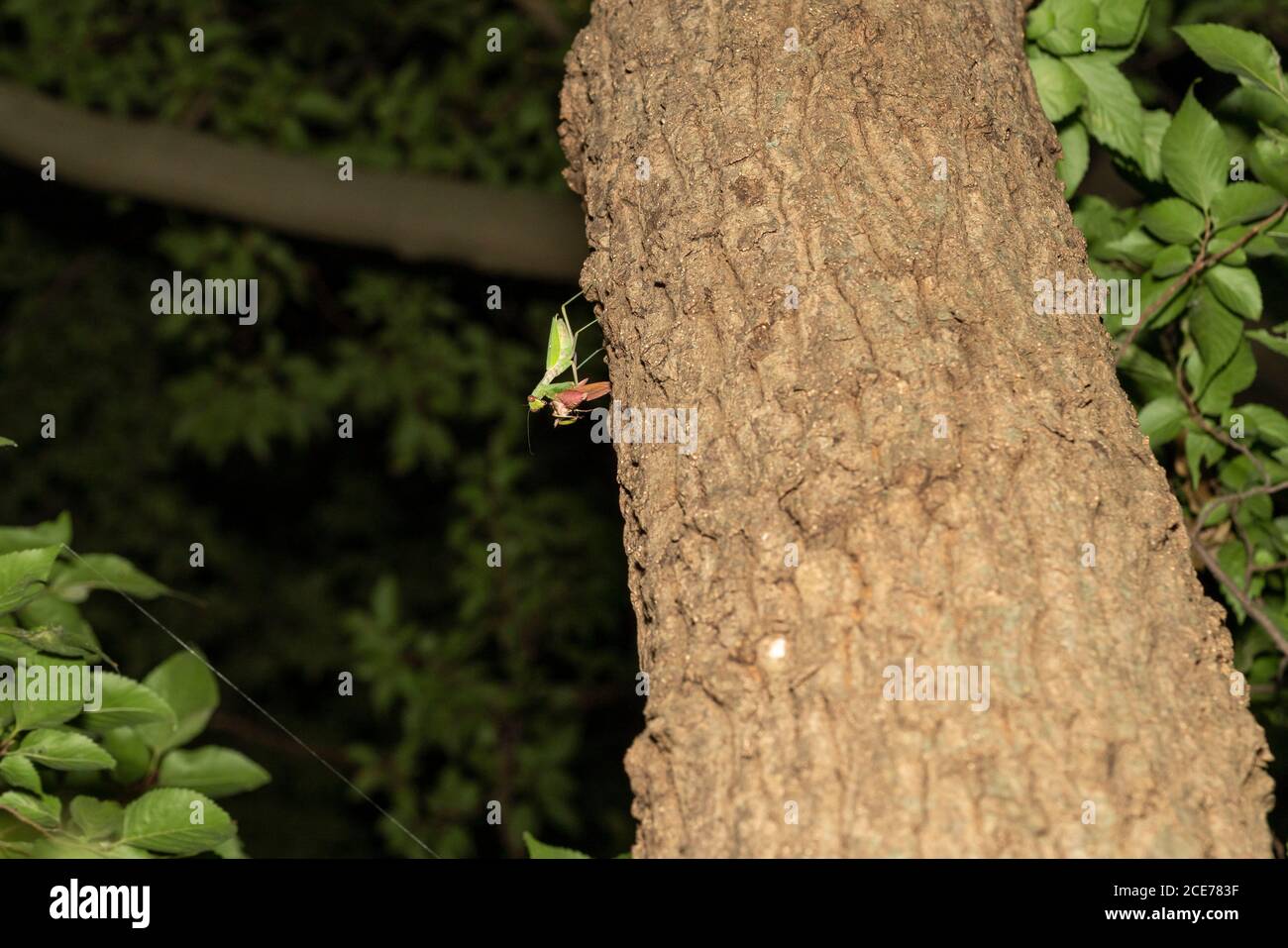 Mantis Feeding On An Insect High Resolution Stock Photography and ...