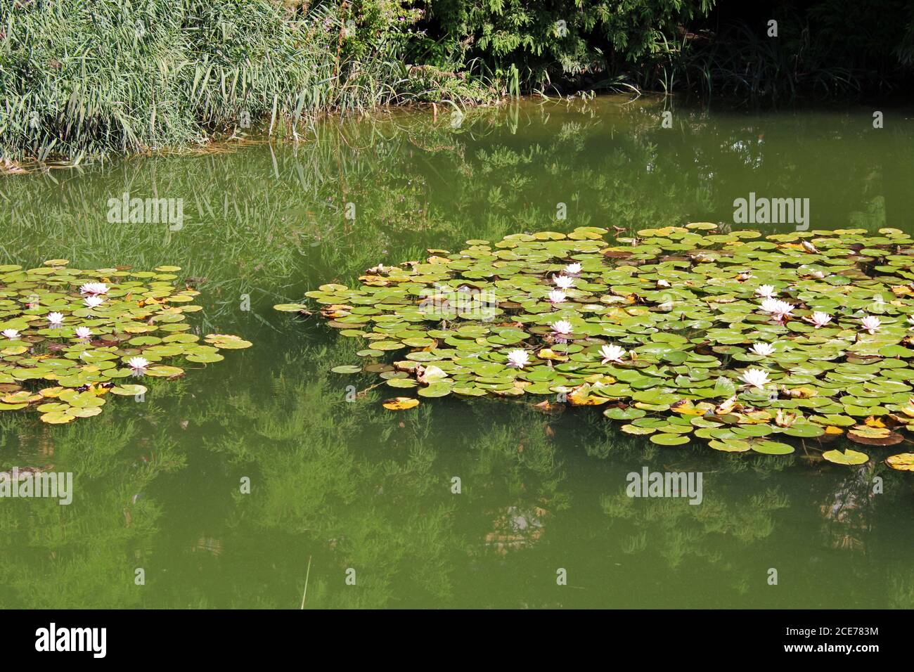 Swamp with lotos and turtles, plants and flowers by the end of summer ...