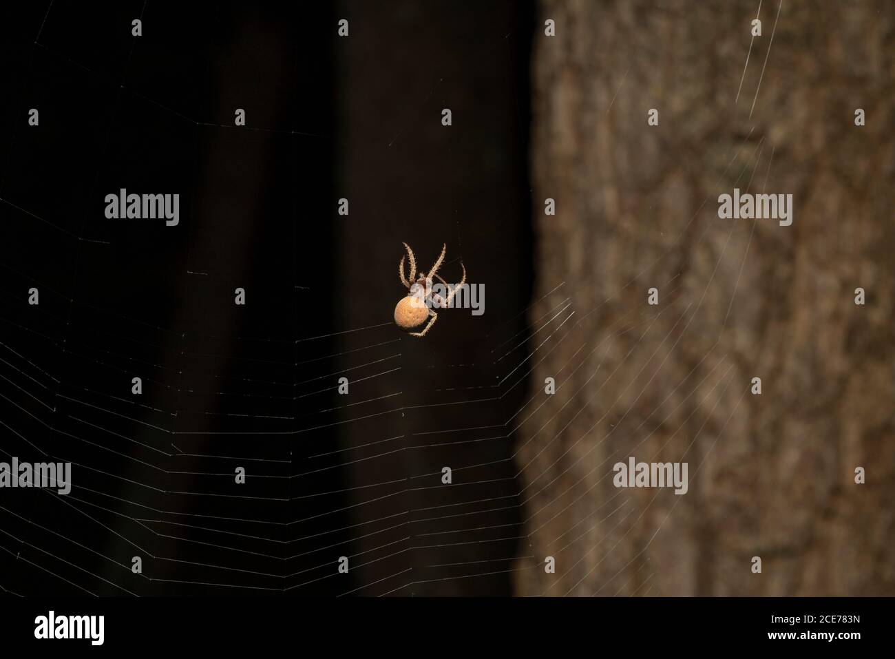 Female Neoscona punctigera, Isehara City, Kanagawa Prefecture, Japan ...