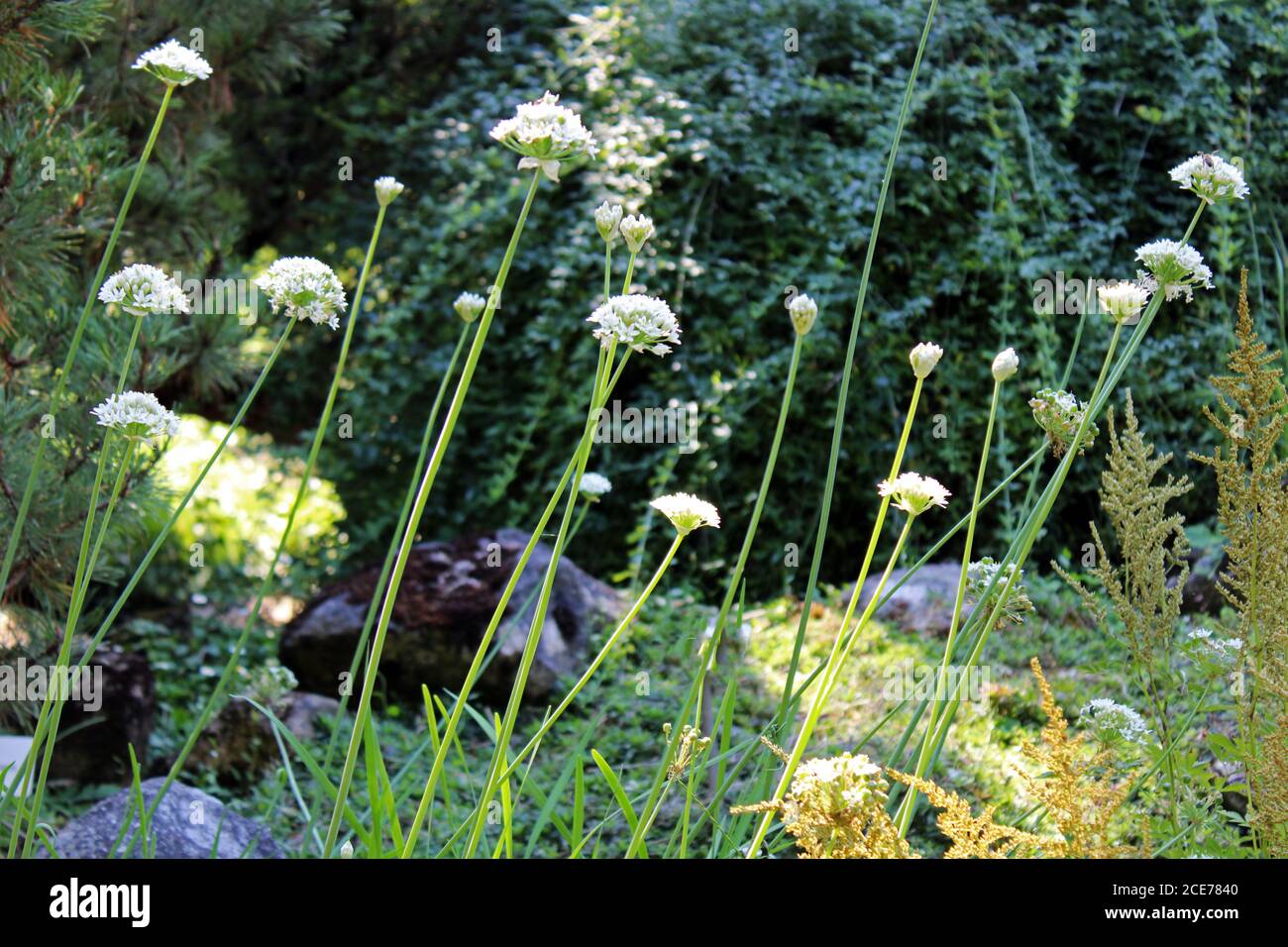 Allium ramosum hi-res stock photography and images - Alamy