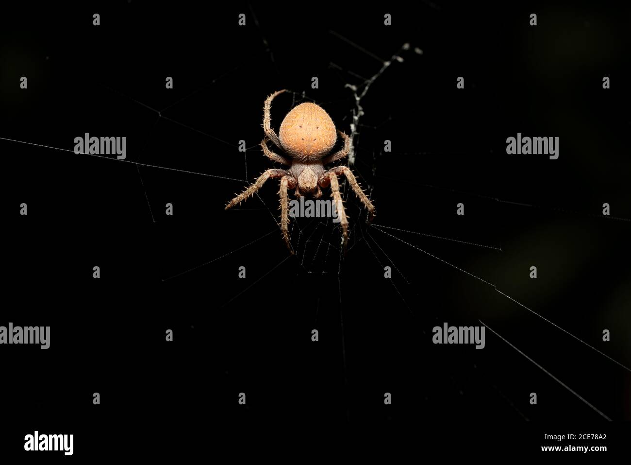 Female Neoscona punctigera, Isehara City, Kanagawa Prefecture, Japan ...