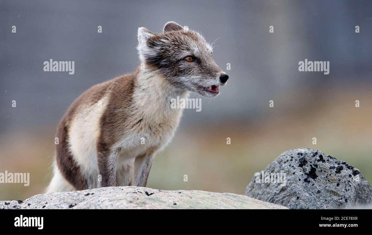 Beautiful female Arctic fox (Vulpes lagopus) in Dovre mountain, Norway ...