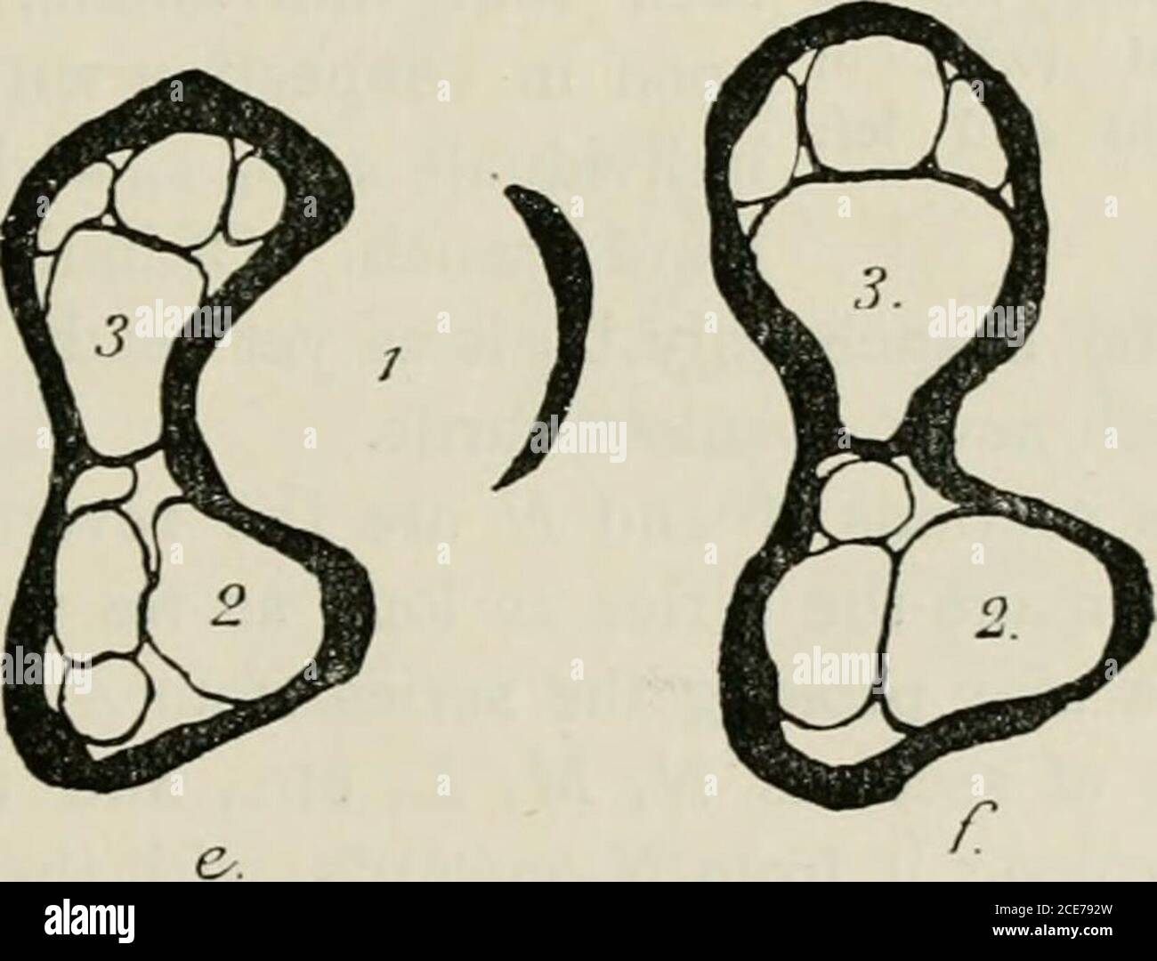 Gonangium hi-res stock photography and images - Alamy