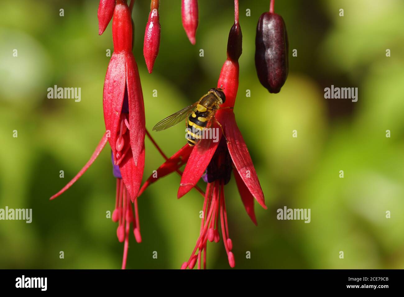 Hoverfly, Common banded hoverfly, Syrphus ribesii, family Syrphidae on ...