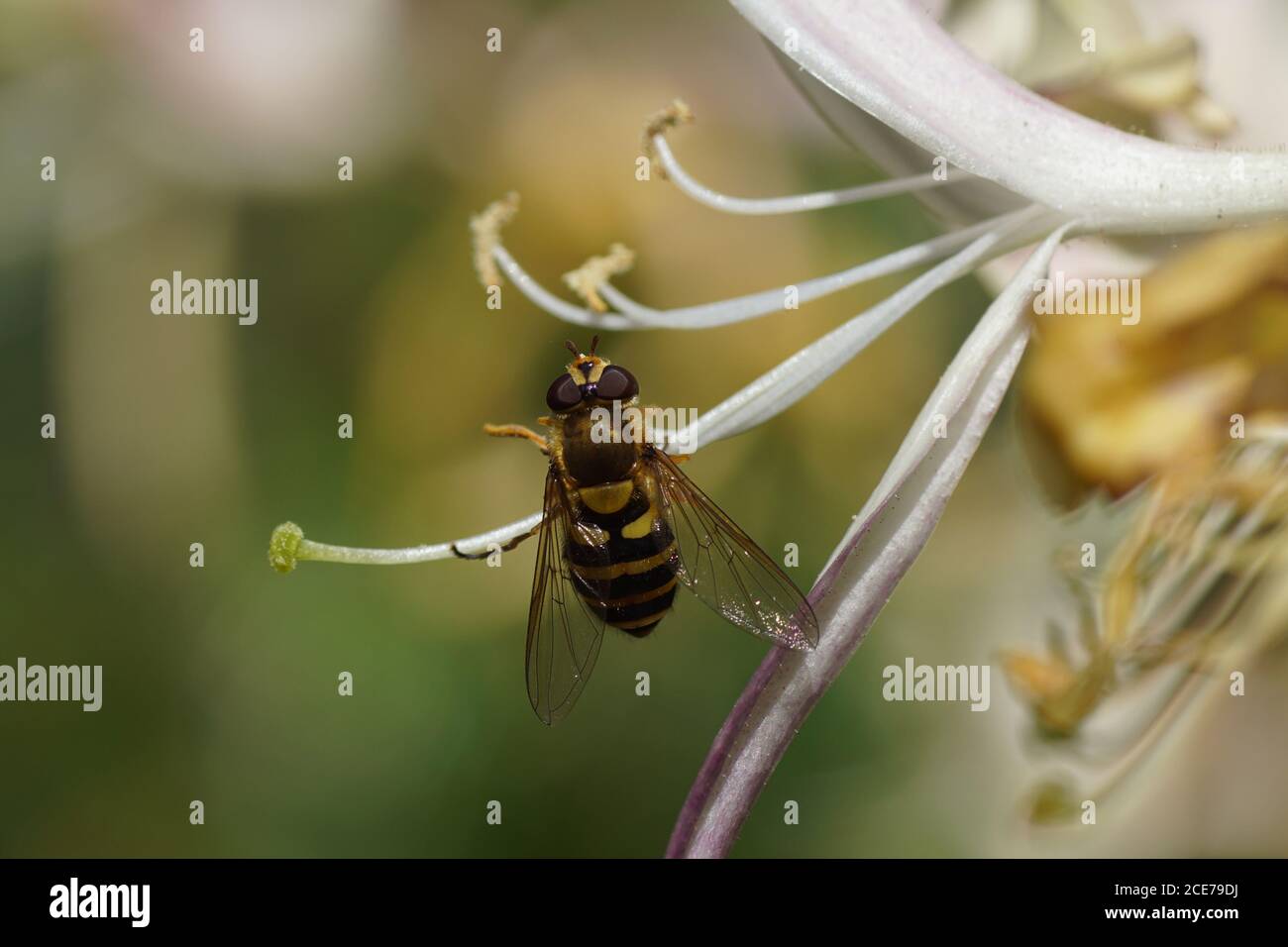 Hoverfly, Syrphus ribesii, family Syrphidae on pistil and stamens of a ...